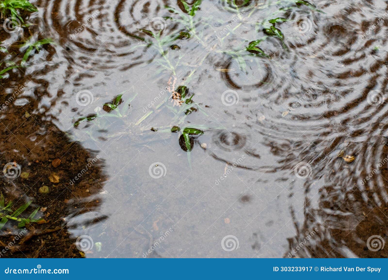 Patterns Created by Rain Drops Falling in a Puddle Stock Image - Image ...