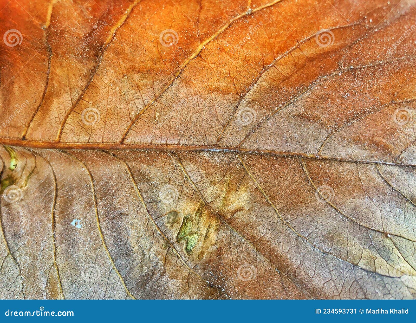 Dry rusty leaf stock image. Image of texture, rusty - 234593731
