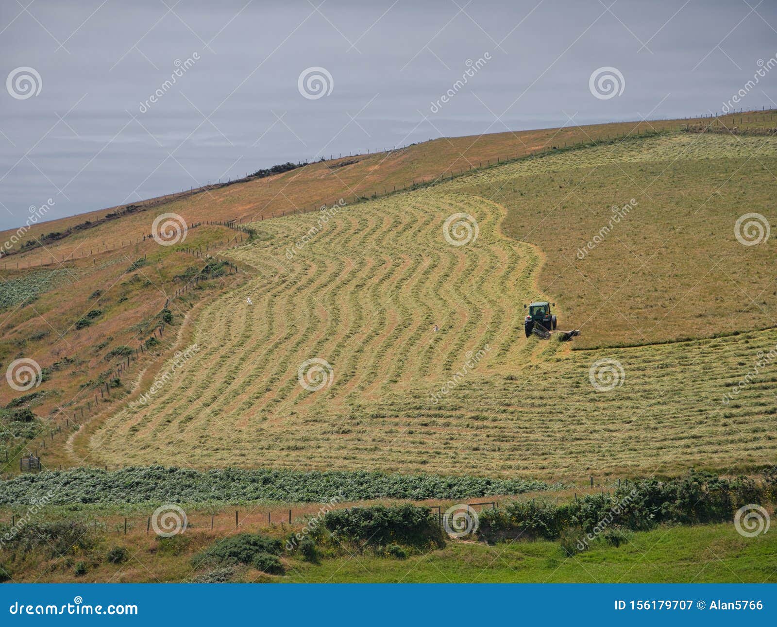 Patterns in a Field Created by Cutting Grass Silaging Stock Image ...