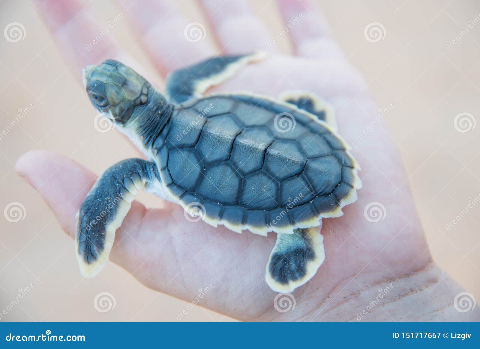 Patterns: Flatback Sea Turtle Hatchling Stock Image - Image of length ...