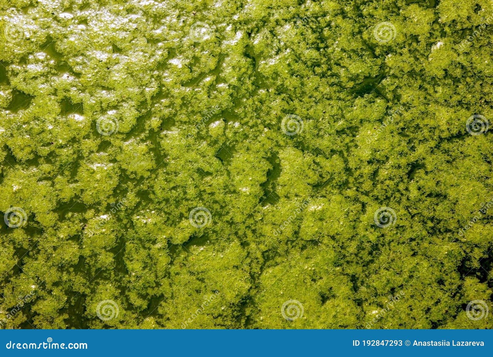Patterns of Green Algae on the Water. Green Water. View from Above ...
