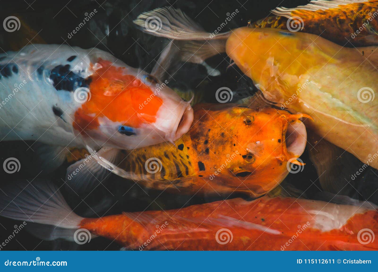 Patterns of a Koi stock image. Image of life, alive - 115112611