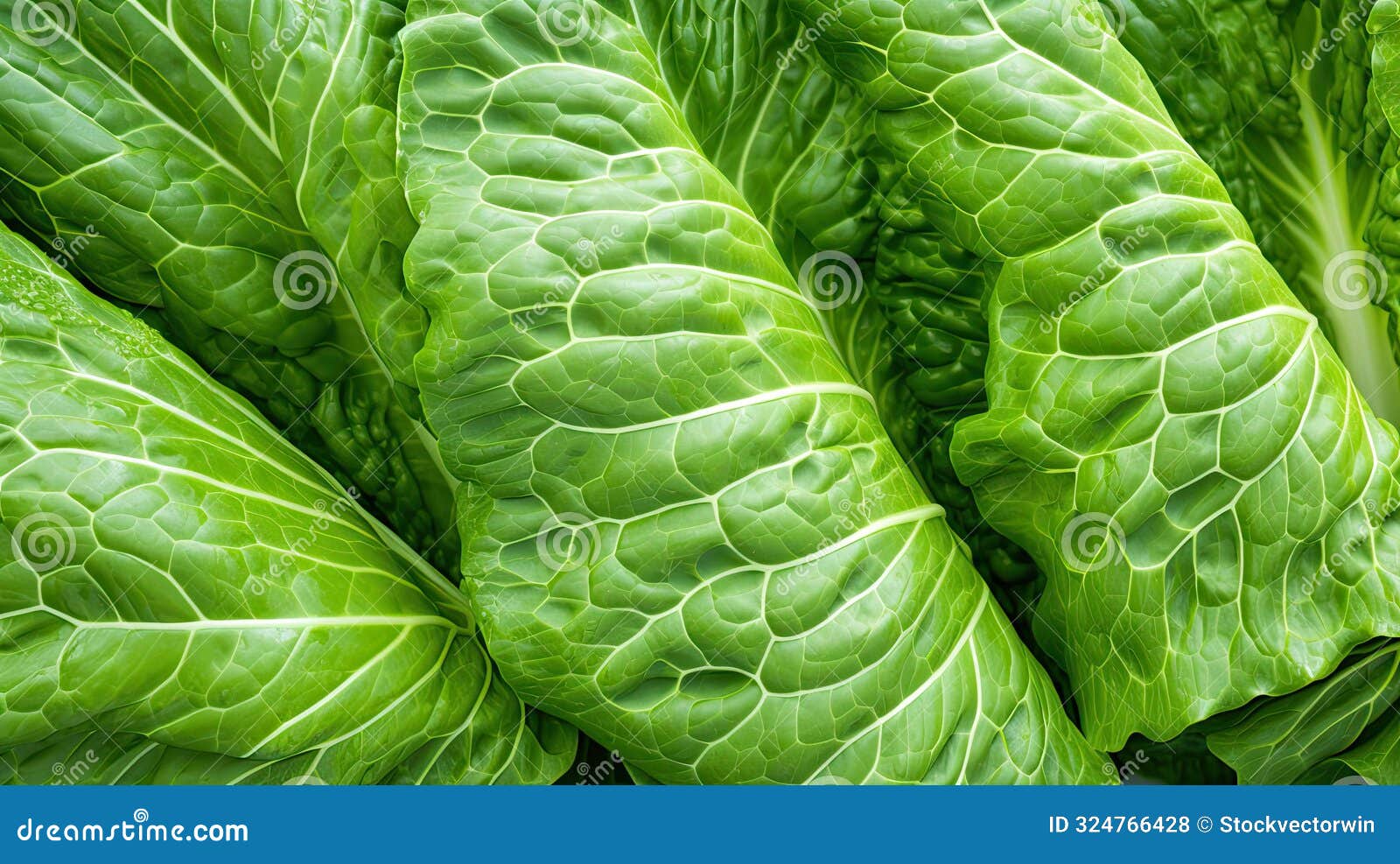 Patterns Leaf Cabbage Vegetable Stock Illustration - Illustration of ...