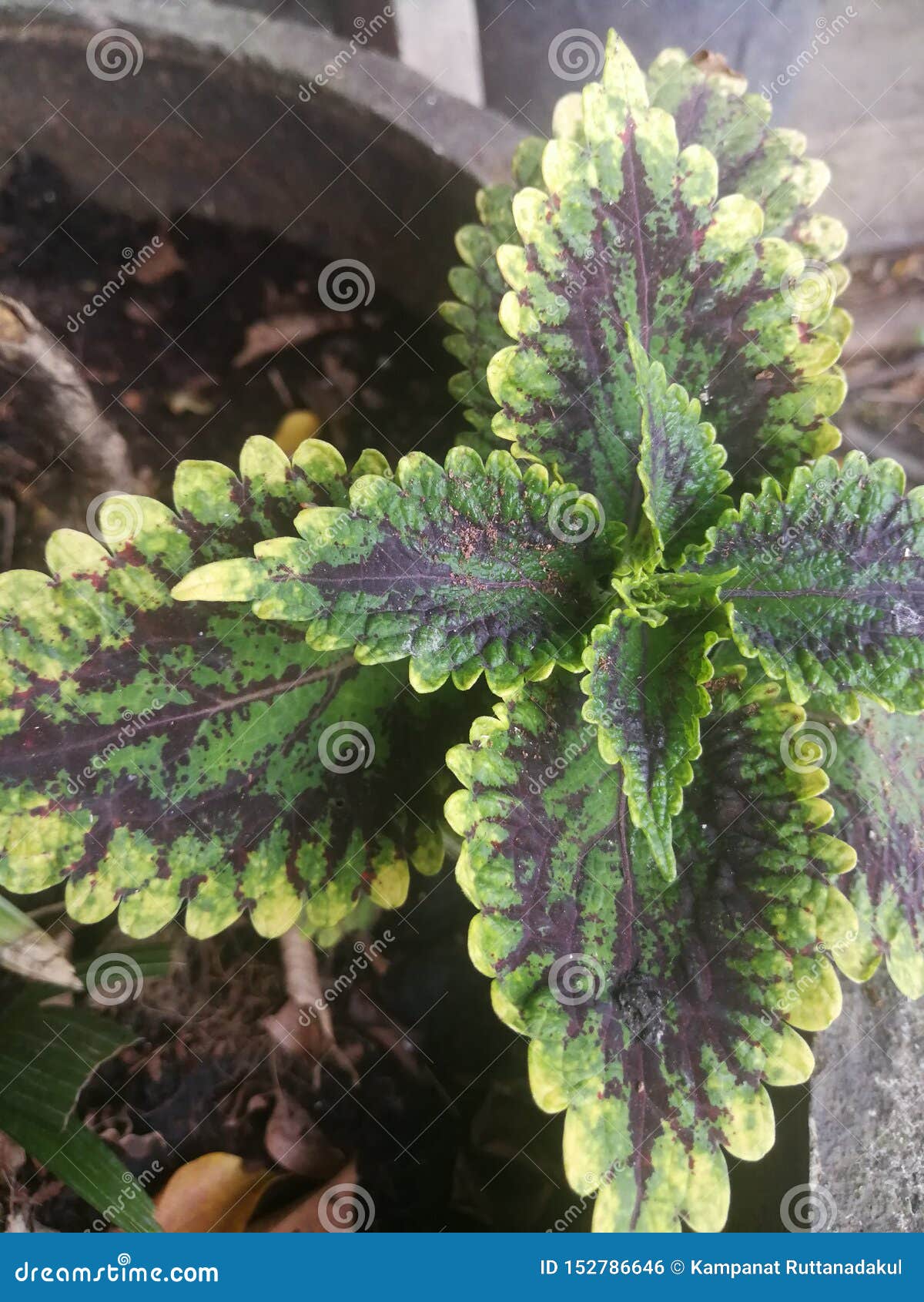 With Patterns of Leaf Edges and Textures and Colors Mixed Together ...