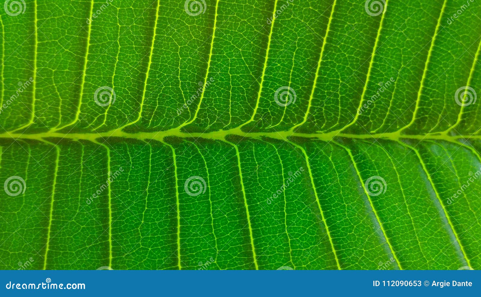 Patterns in a leaf stock image. Image of nature, textures - 112090653