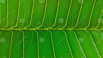 Patterns in a leaf stock image. Image of nature, textures - 112090653