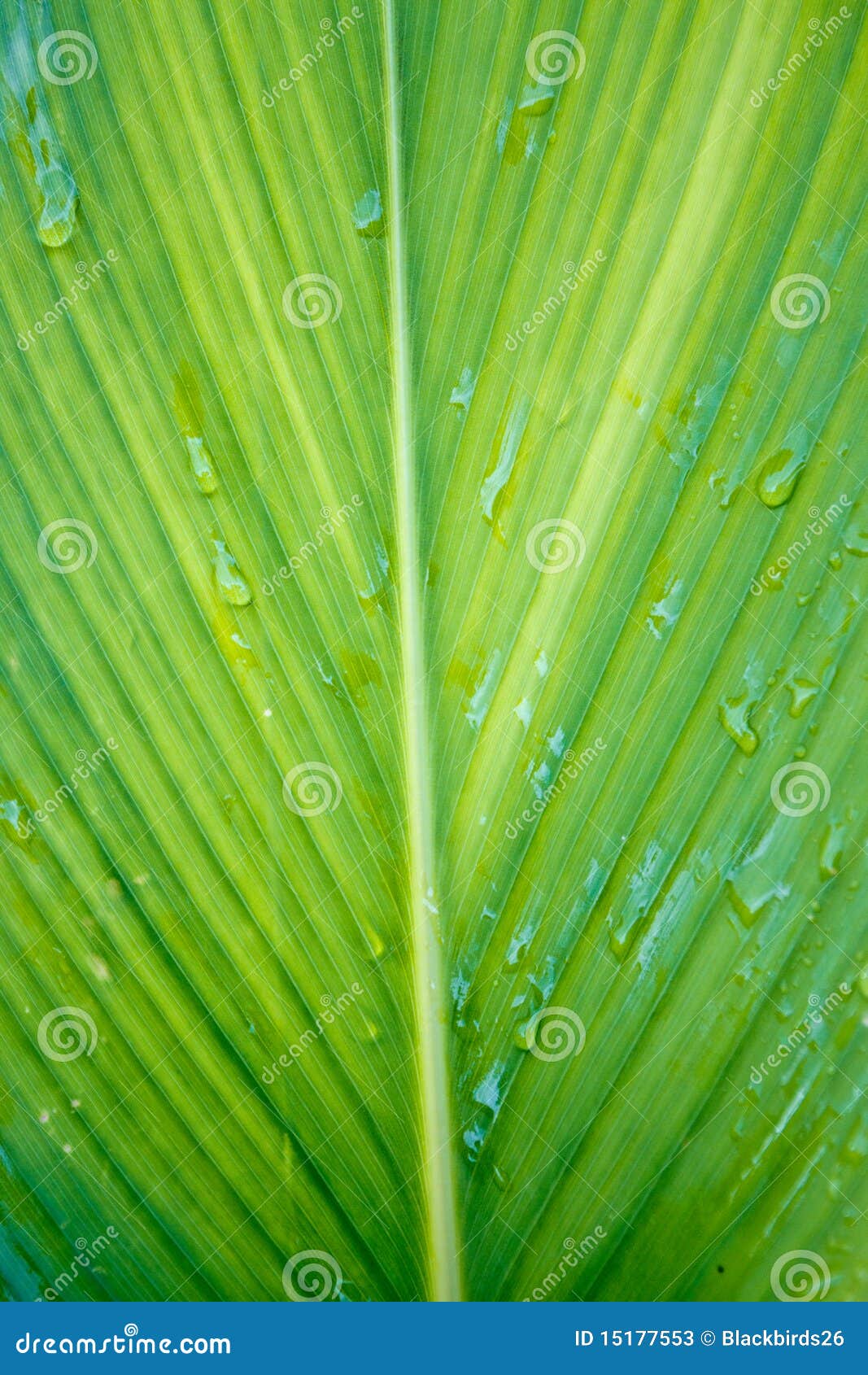 Patterns of the leaves stock image. Image of drop, light - 15177553