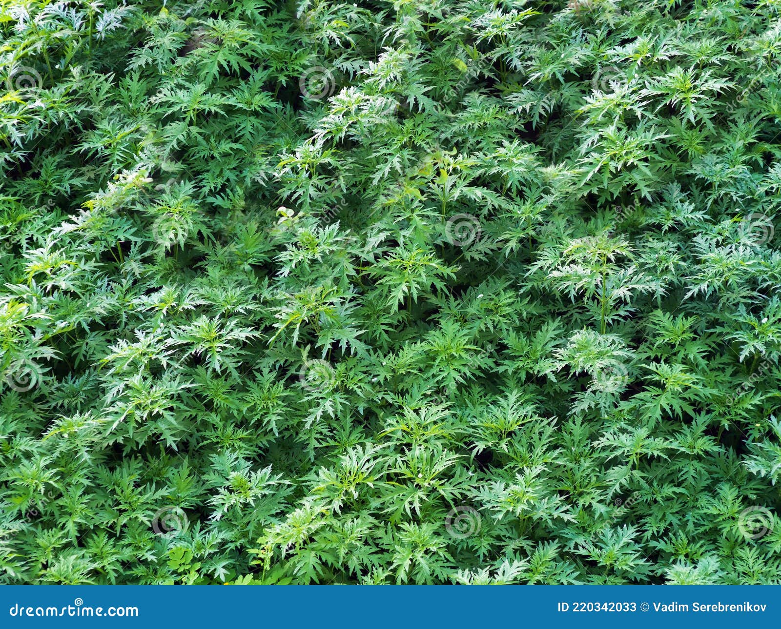 Patterns from the Leaves of Dwarf Nettle Urtica Urens. Herb Texture ...