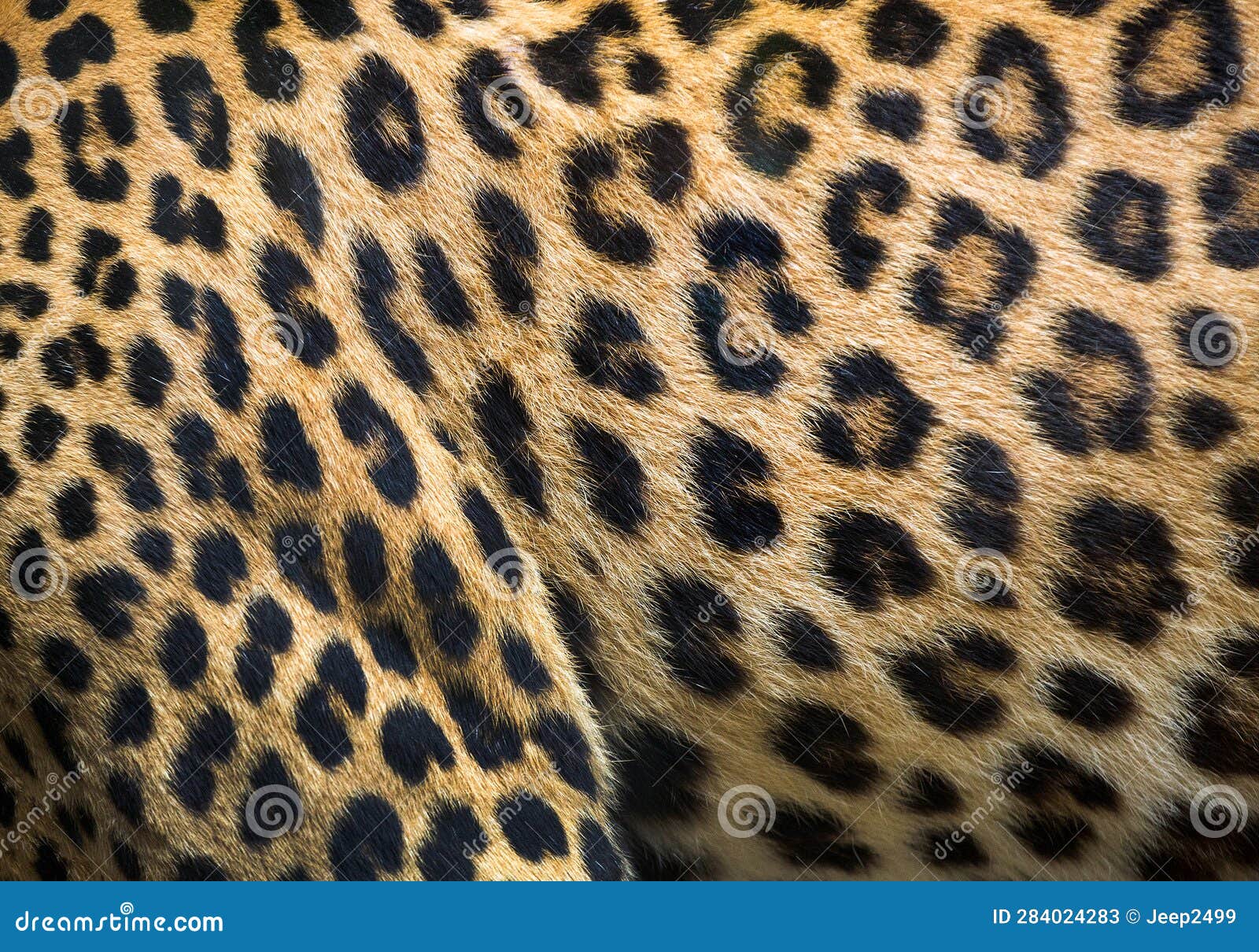 Patterns of leopard skin. stock image. Image of colorful - 284024283