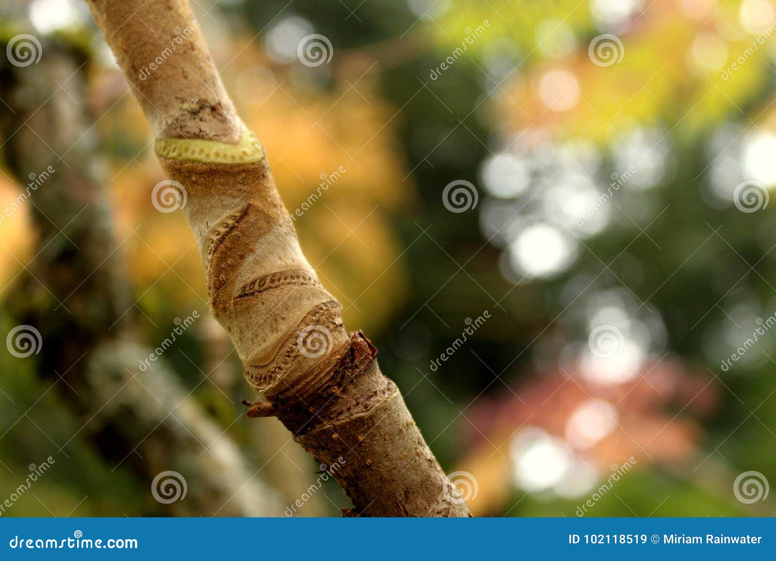 Patterns on Limb stock image. Image of details, creativity - 102118519