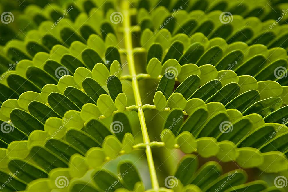 Patterns made by leaves stock photo. Image of abstract - 4388926