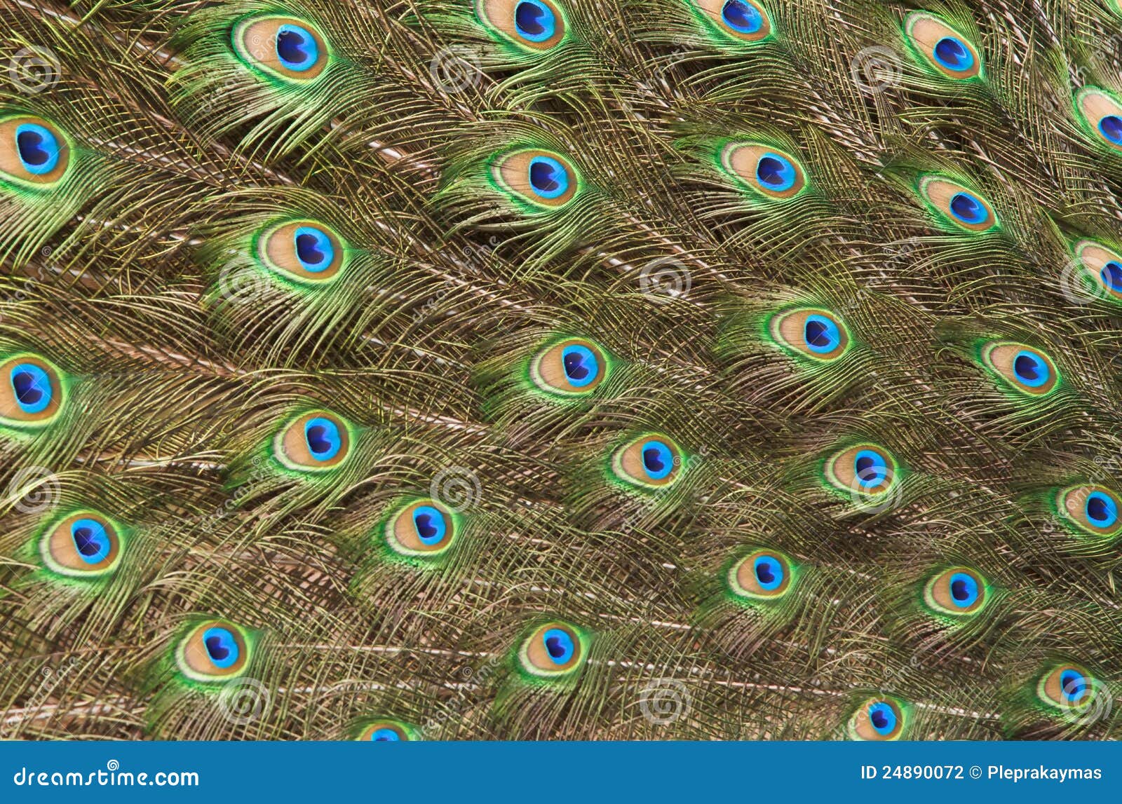 Peacock Feather Patterns
