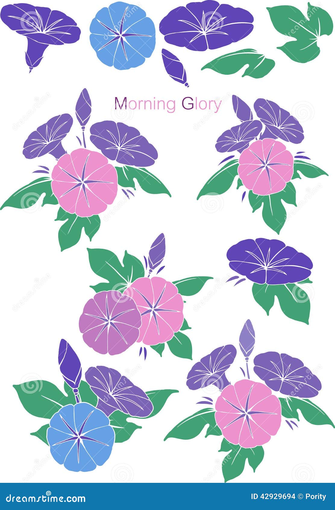 Morning Glory Ipomoea Flower Sketch Vector | CartoonDealer.com #179153972