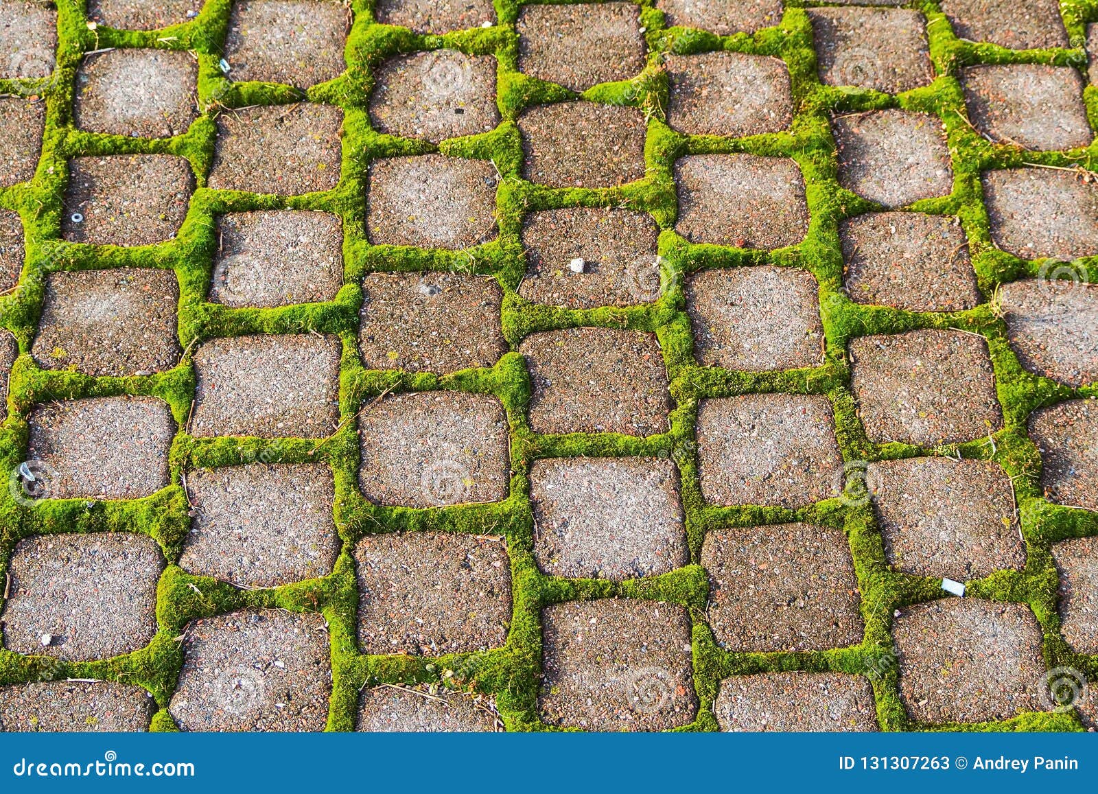 Patterns of Moss and Tiles. Stock Image - Image of floor, doormat ...
