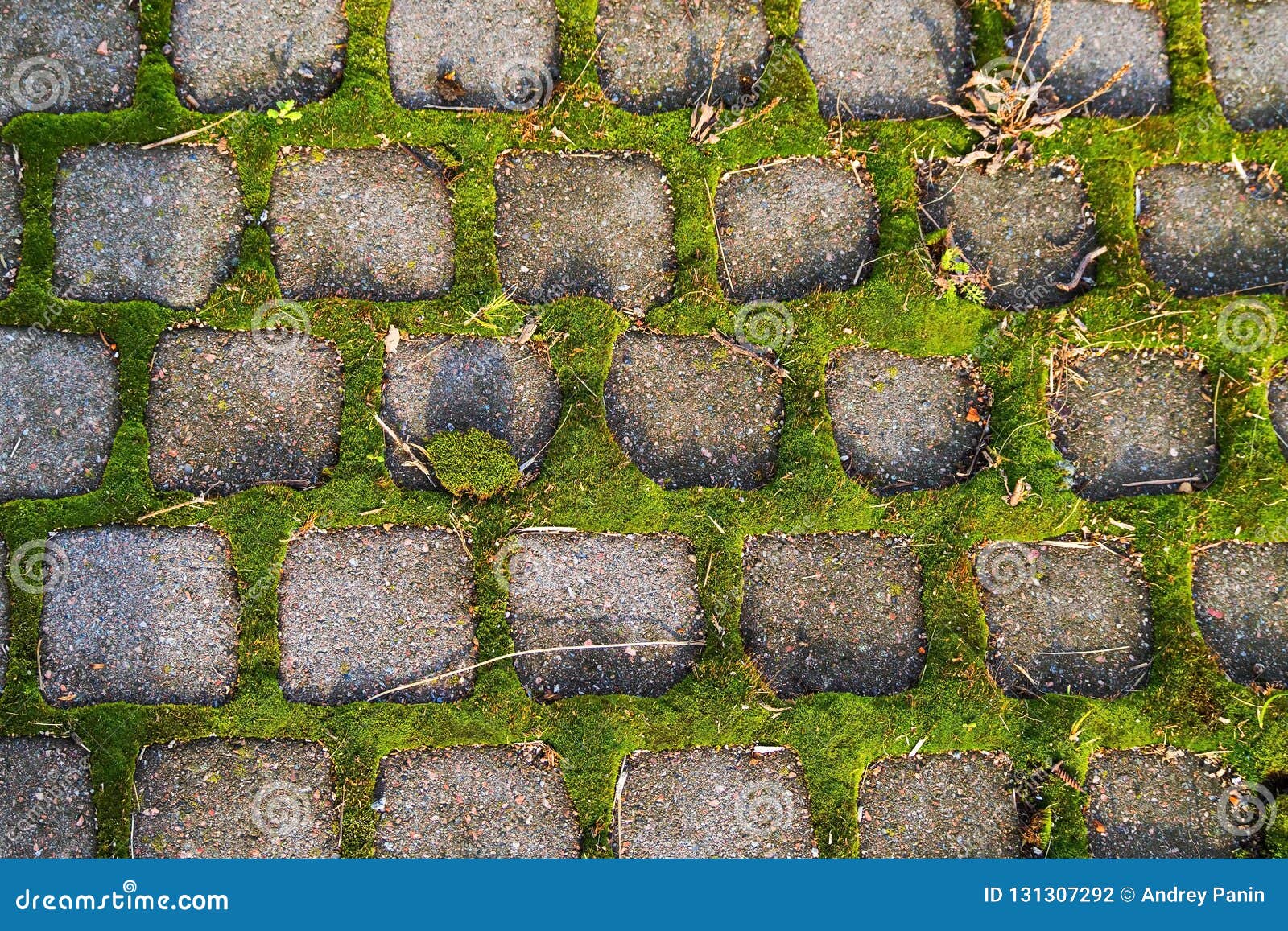 Patterns of Moss and Tiles. Stock Photo - Image of material, paving ...