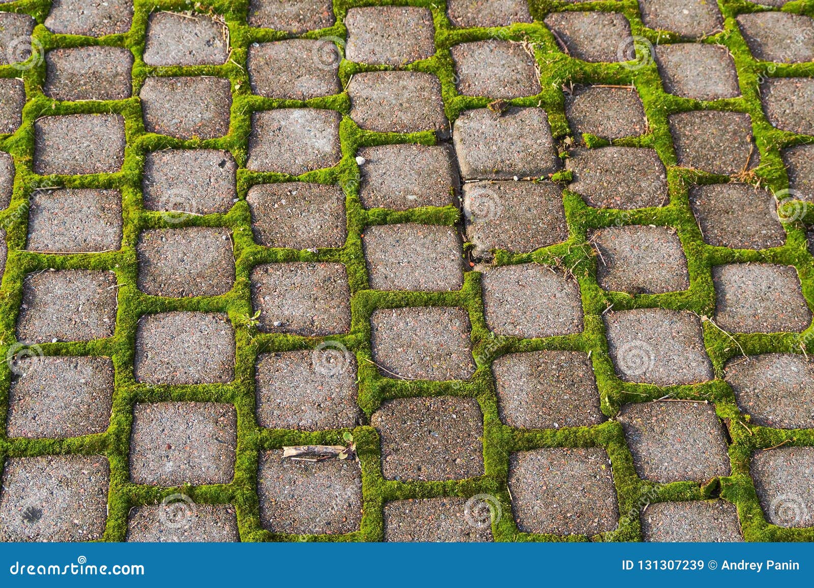 Patterns of Moss and Tiles. Stock Image - Image of patterns, detail ...