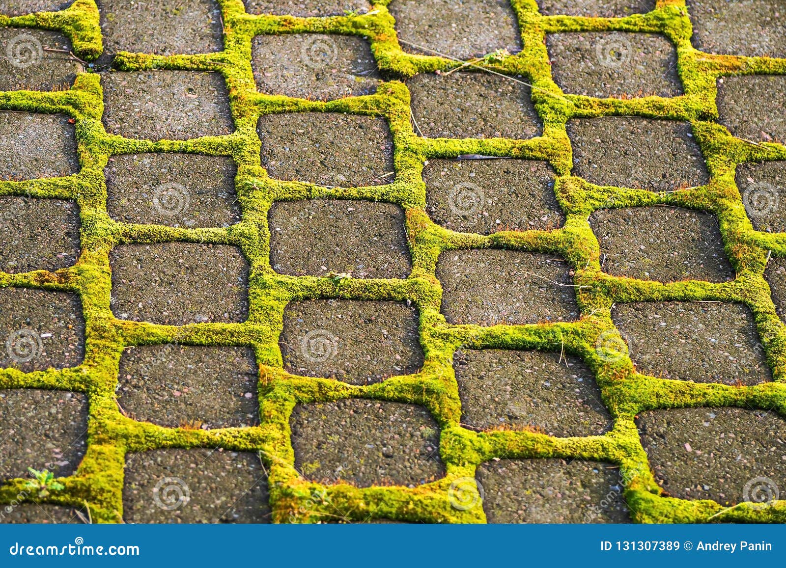 Patterns of Moss and Tiles. Stock Image - Image of cement, brick: 131307389