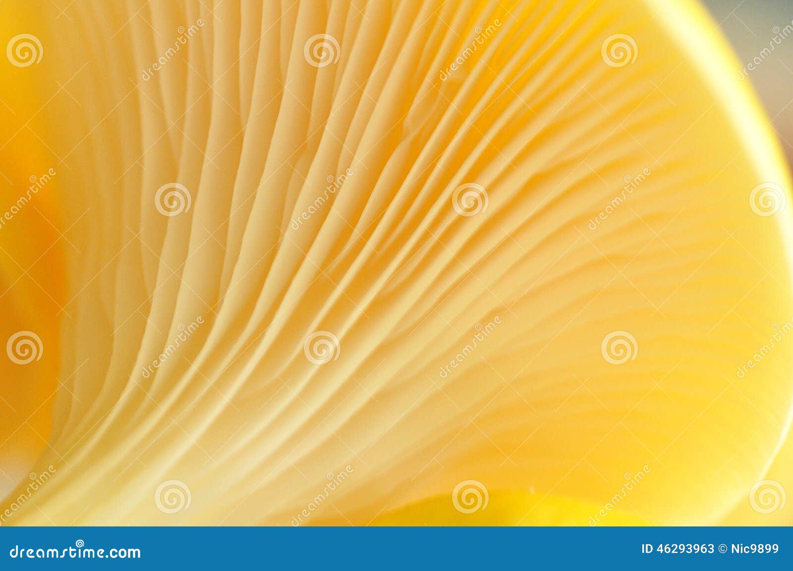 Patterns of a Mushroom stock image. Image of nature, floral - 46293963