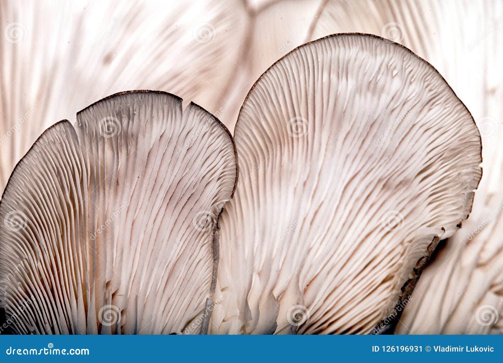 Patterns on a mushroom stock image. Image of equestrian - 126196931