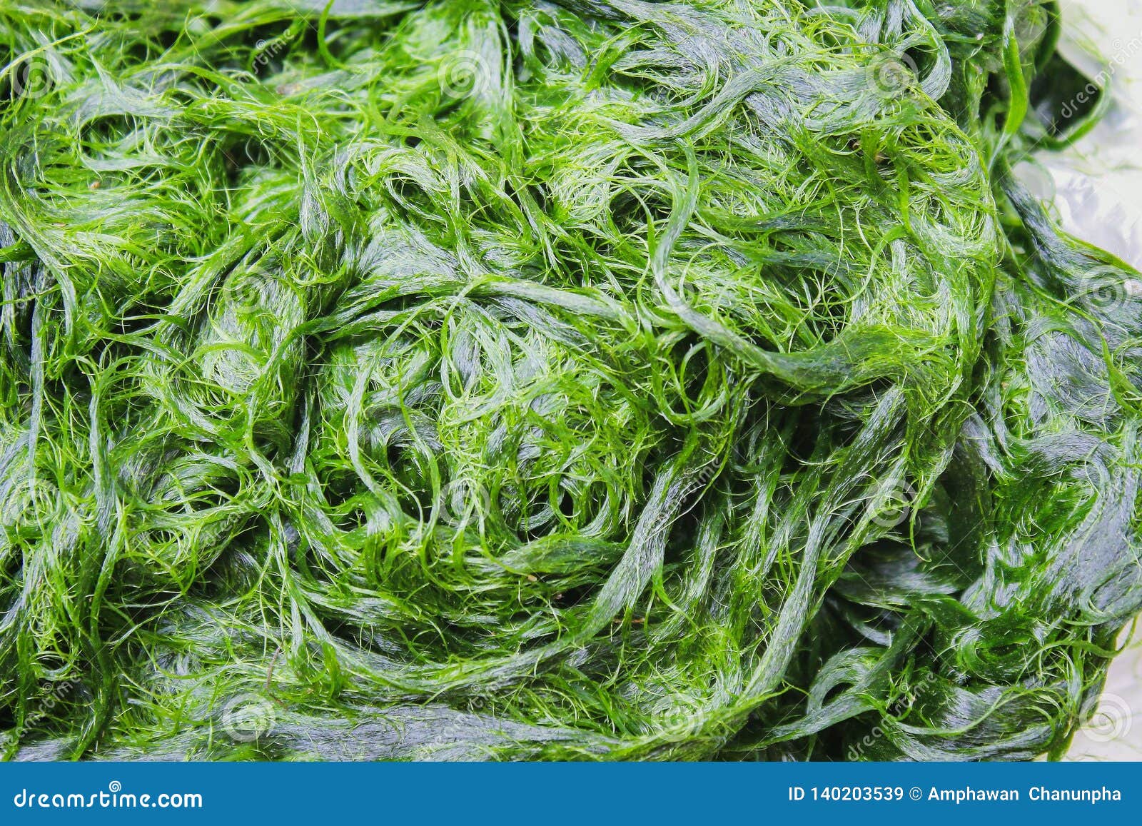 Patterns of Nature Green Spirogyra on Algae Texture Background Stock ...