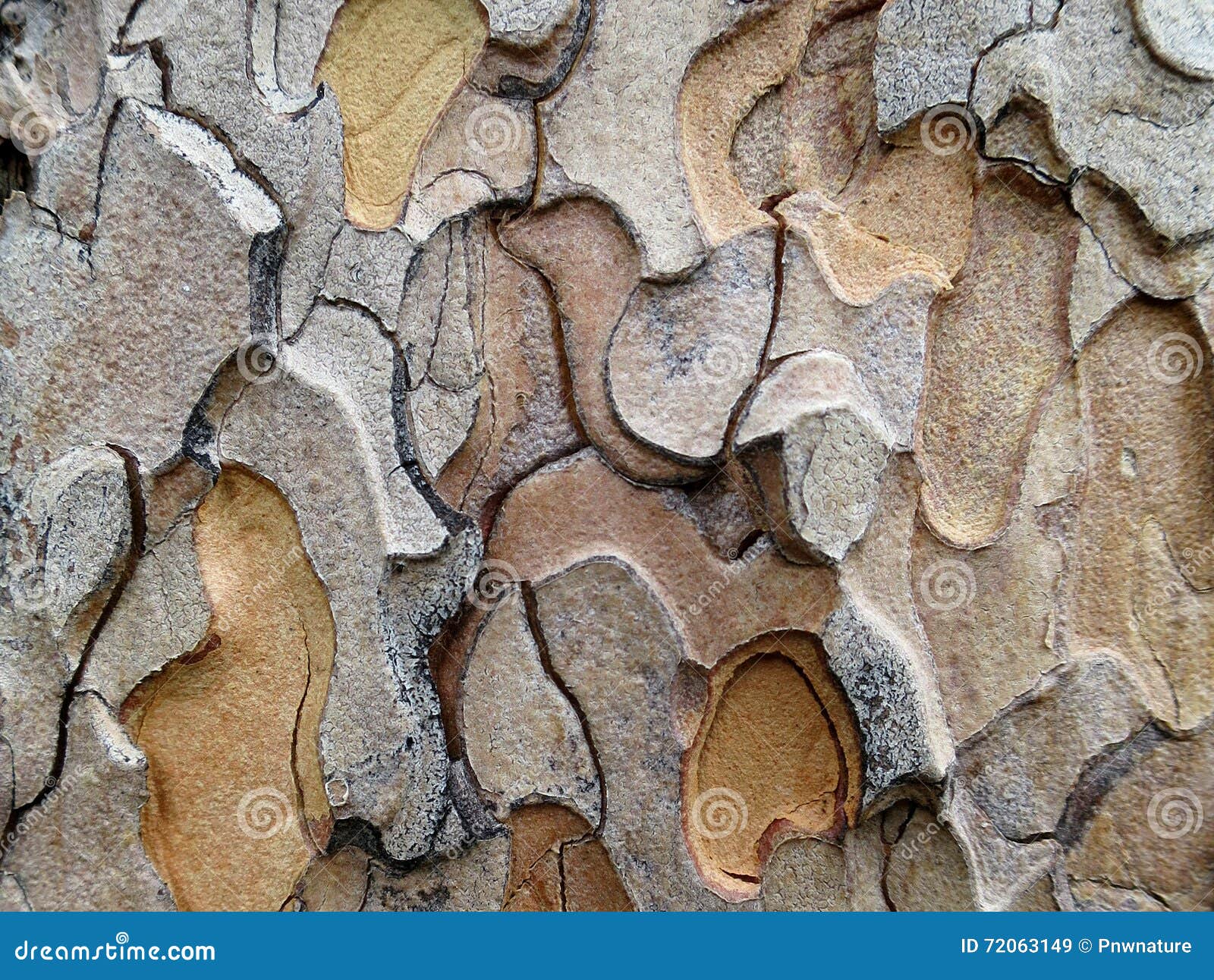 Patterns in Ponderosa Pine Bark Stock Image - Image of tree, brown ...
