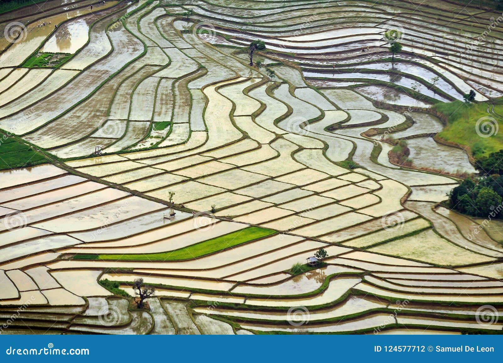 Patterns of Rice Paddies stock photo. Image of vast - 124577712