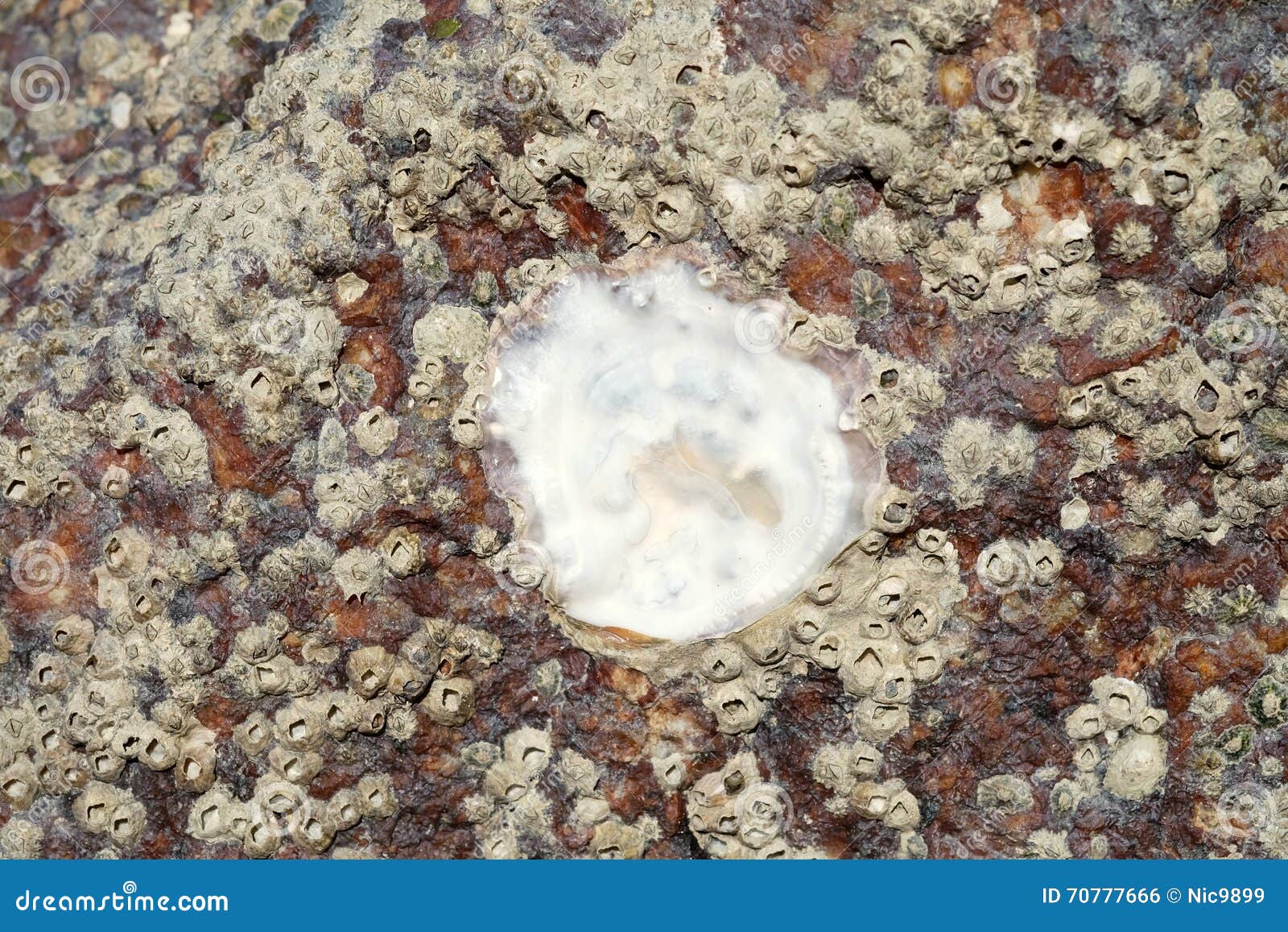 Patterns from Rock Barnacles Stock Photo - Image of arthropod, pattern ...