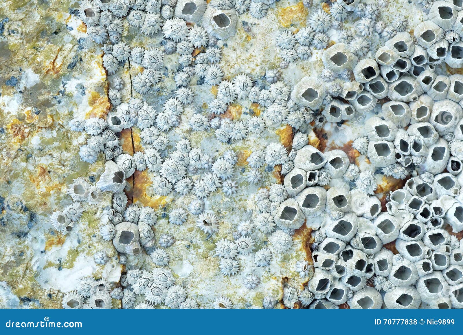 Patterns from Rock Barnacles Stock Photo - Image of crustation, life ...