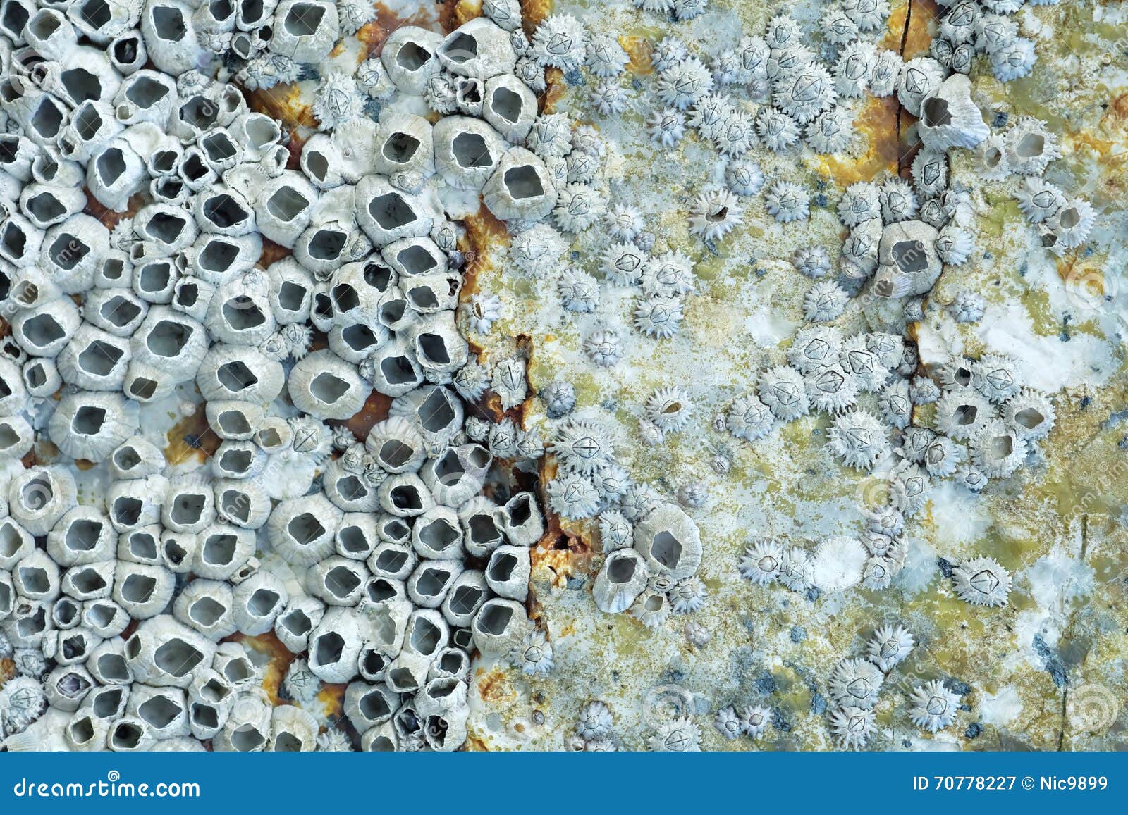 Patterns from Rock Barnacles Stock Image - Image of rock, saltwater ...