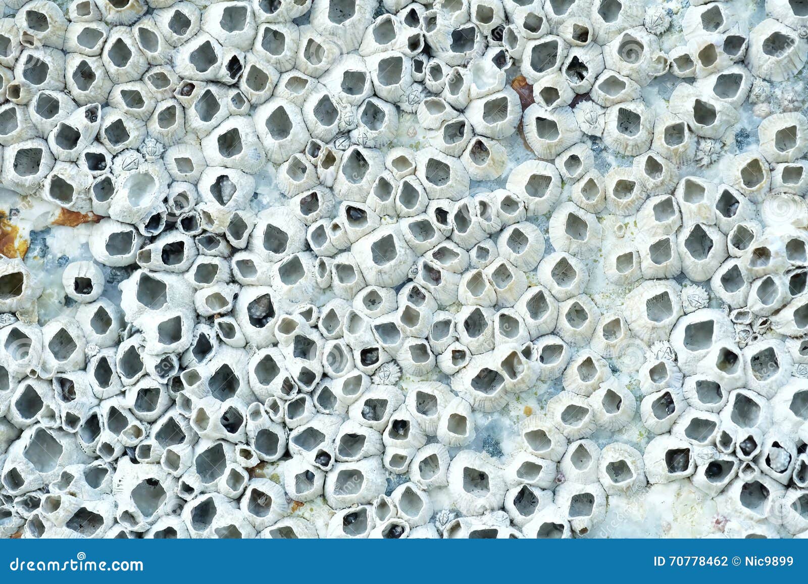 Patterns from Rock Barnacles Stock Photo - Image of crustation, pier: 70778462