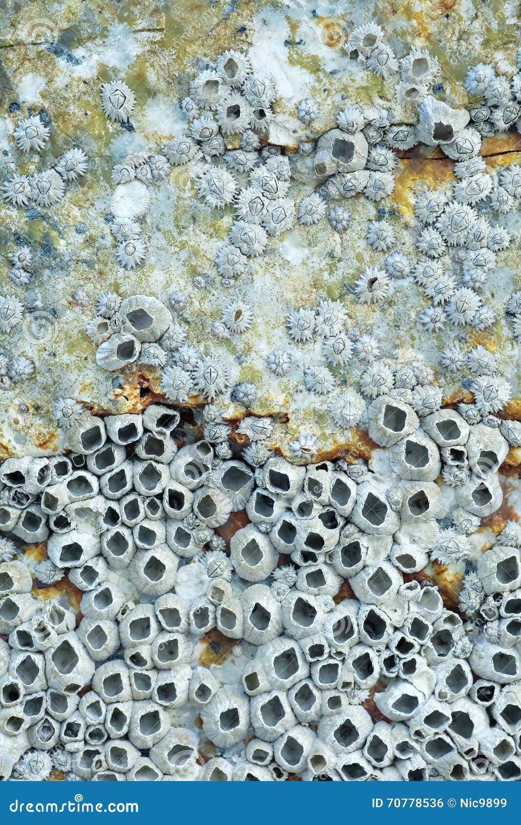 Patterns from Rock Barnacles Stock Photo - Image of crustation, marine ...