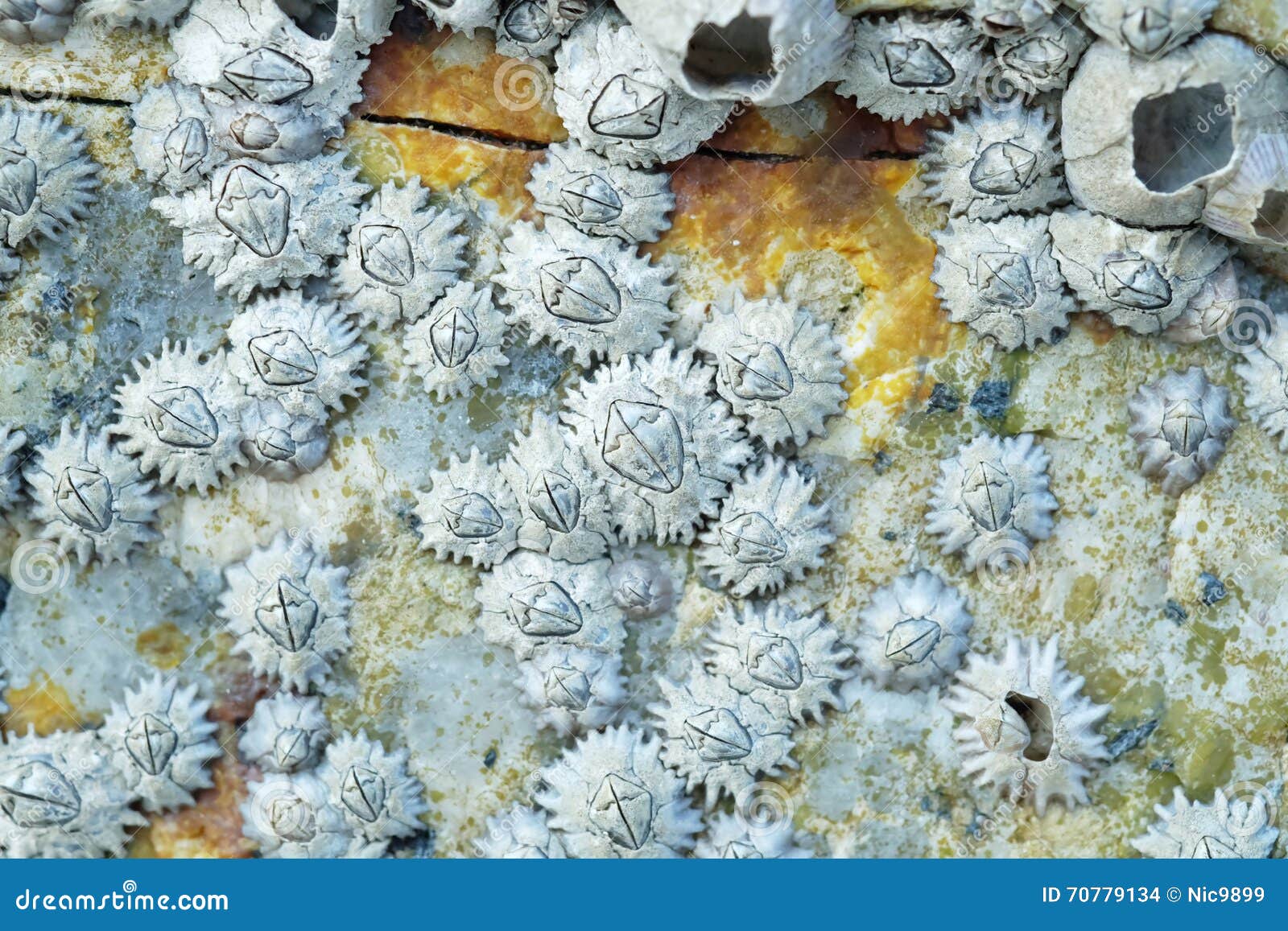 Patterns from Rock Barnacles Stock Photo - Image of seashell, marine: 70779134