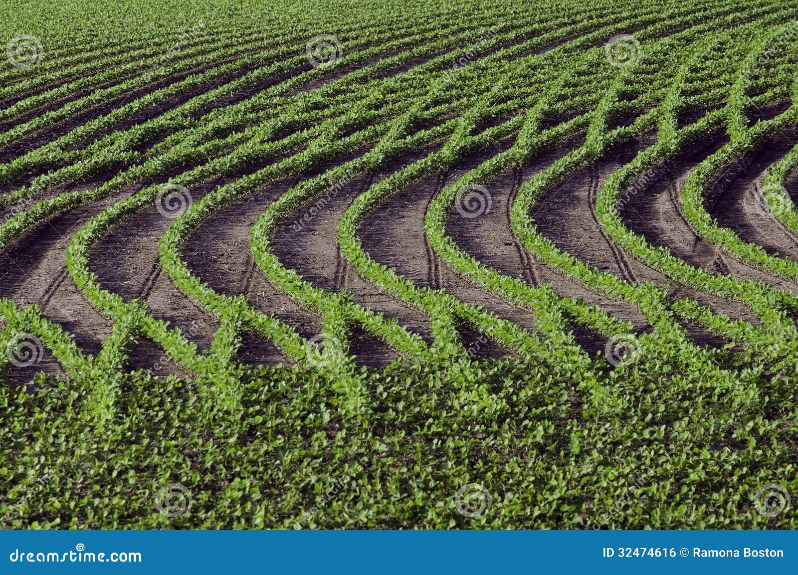 Patterns in Rows of Soybeans Stock Photo - Image of food, countryside ...
