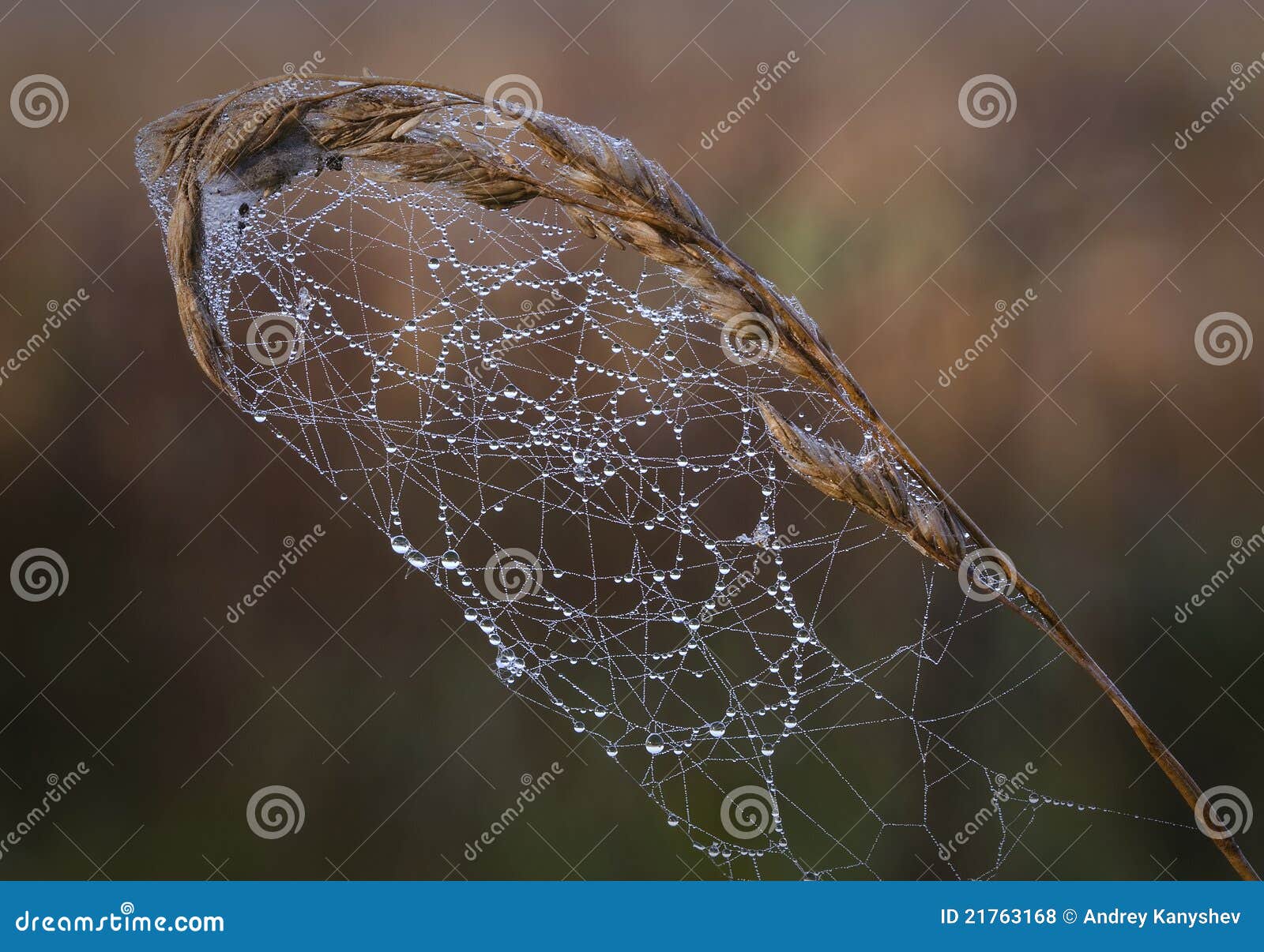Patterns of the Russian Spiders Stock Photo - Image of pattern, rain ...
