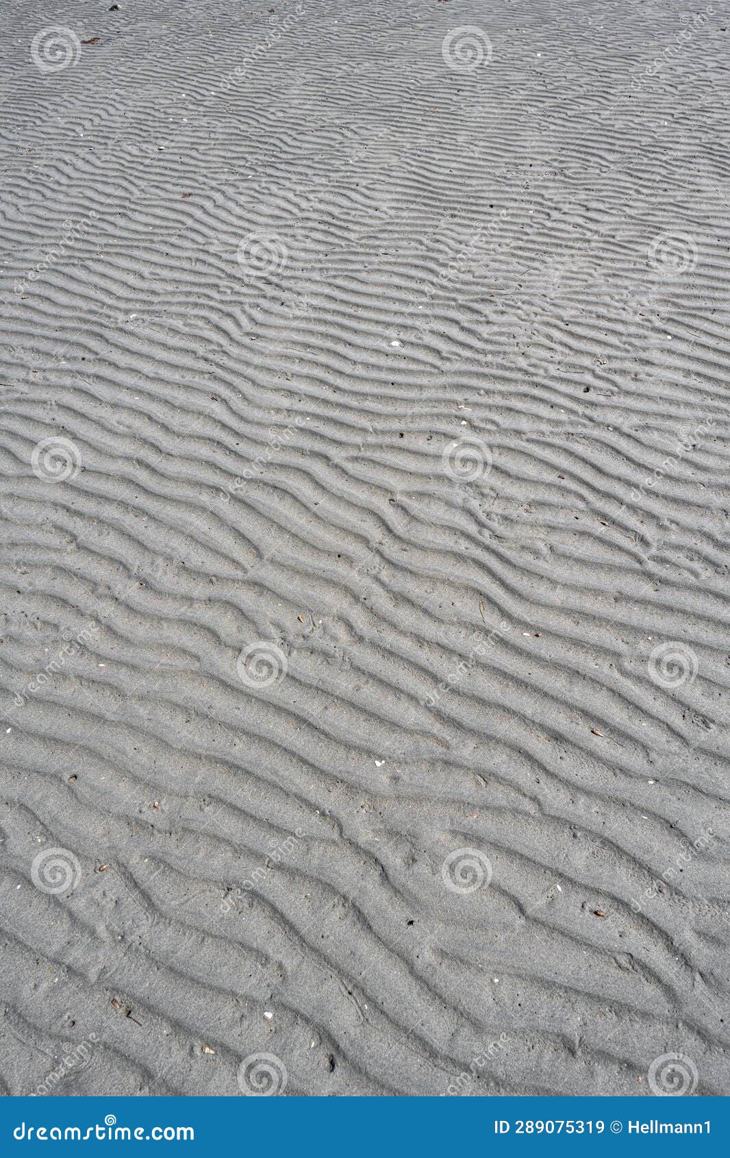 Patterns in Sand stock image. Image of pine, color, sunrise - 289075319