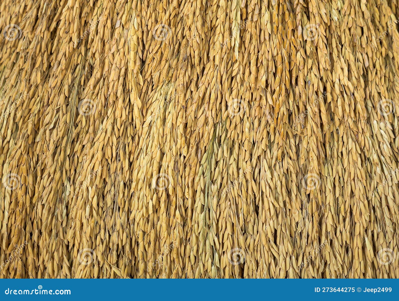 Patterns of seed paddy. stock image. Image of pattern - 273644275