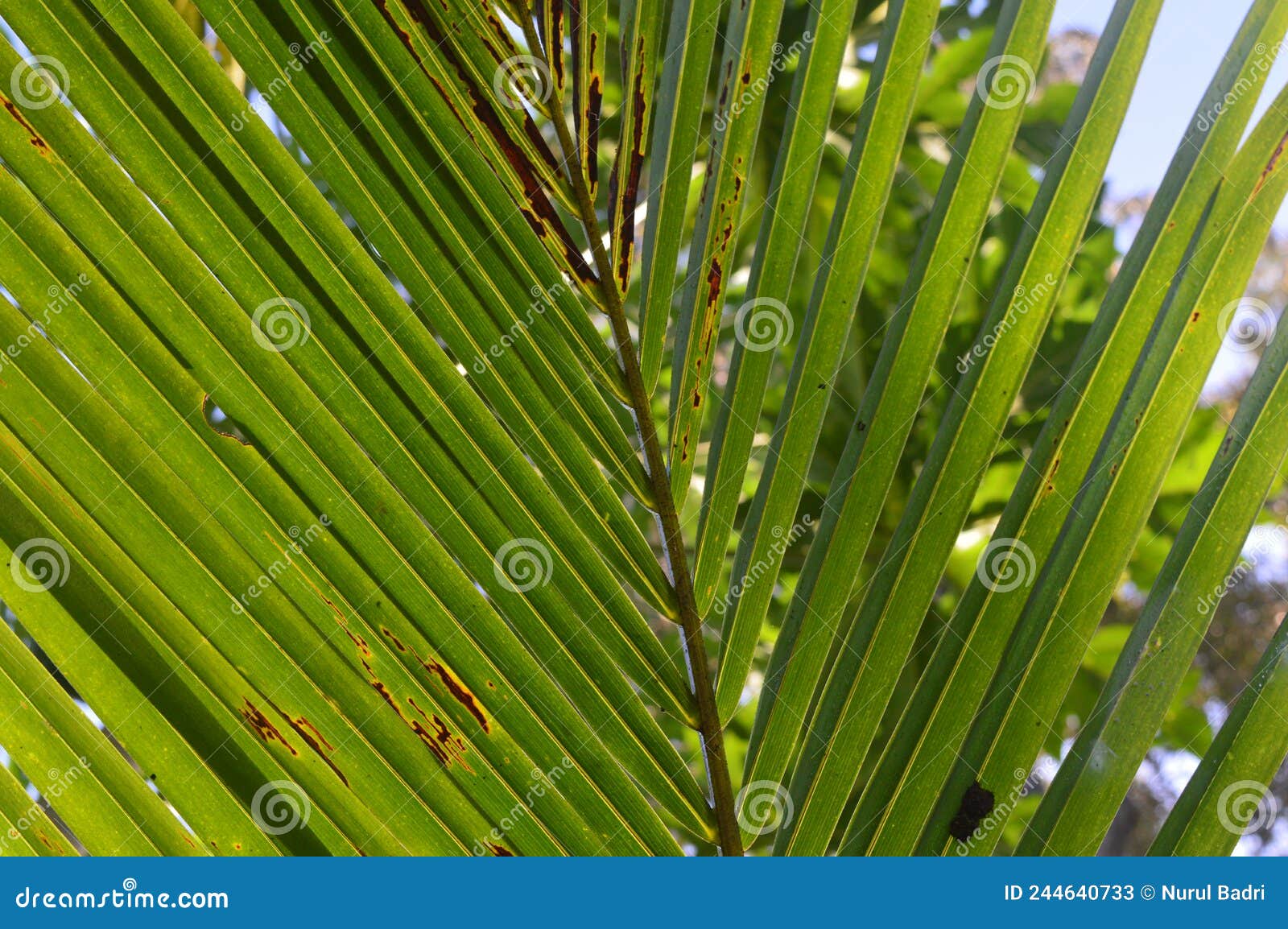 Patterns, Shapes and Striped of Coconut Leaves, Background of Green ...