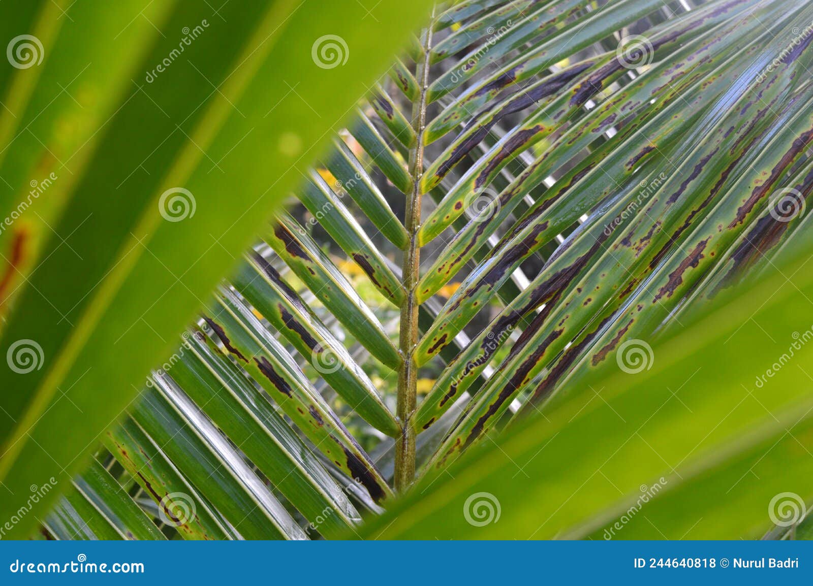 Patterns, Shapes and Striped of Coconut Leaves, Background of Green ...