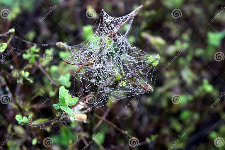 Patterns of Spider Web with Dew Drops Shining on Its Silken Threads : (pix Sanjiv Shukla) Stock ...