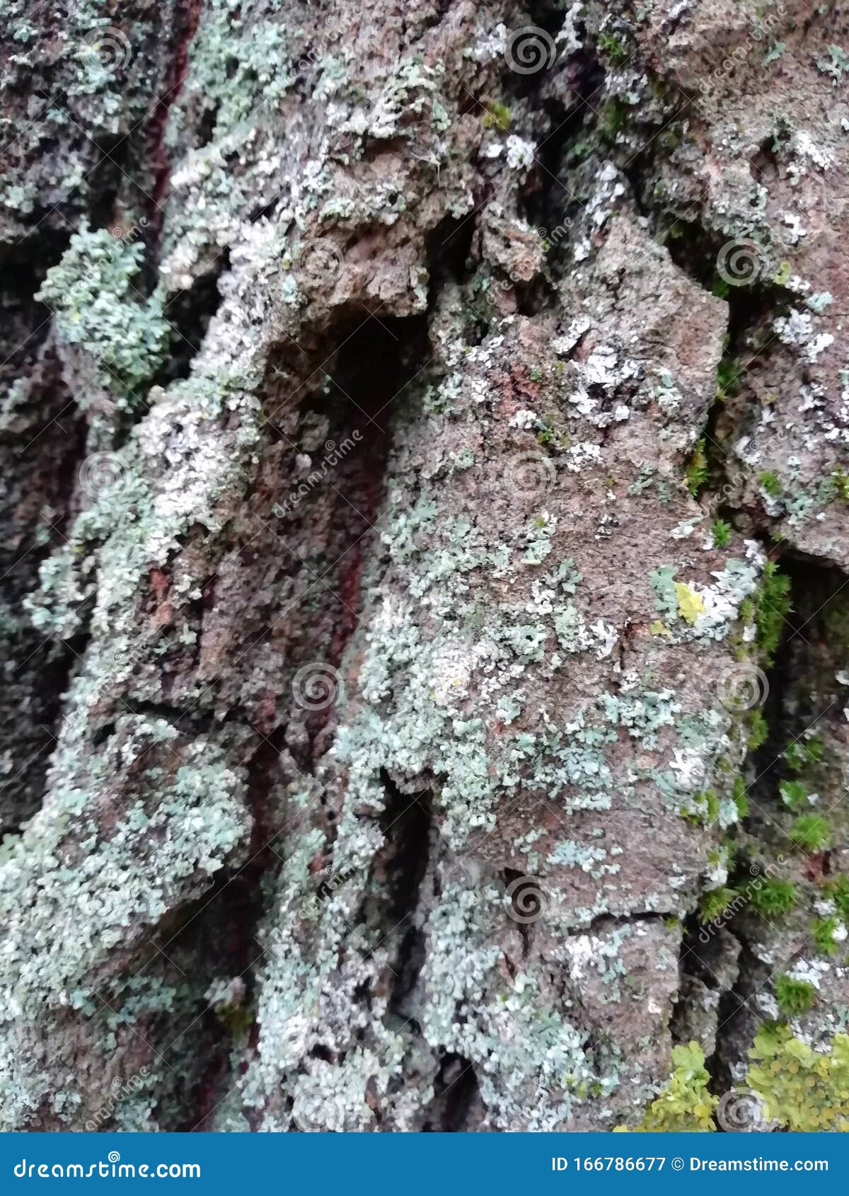 Patterns of Texture of Arboreal Bark Stock Image - Image of enigmatic ...