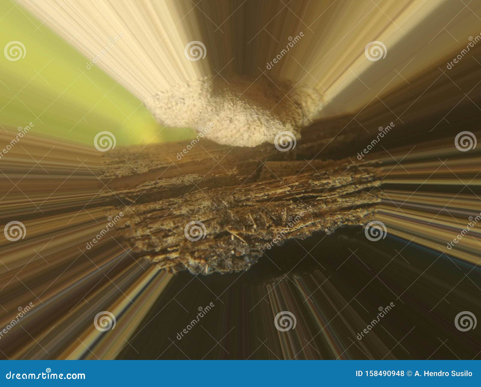 Pattern, Texture and Gradation of Transverse Log Pieces Stock Photo ...