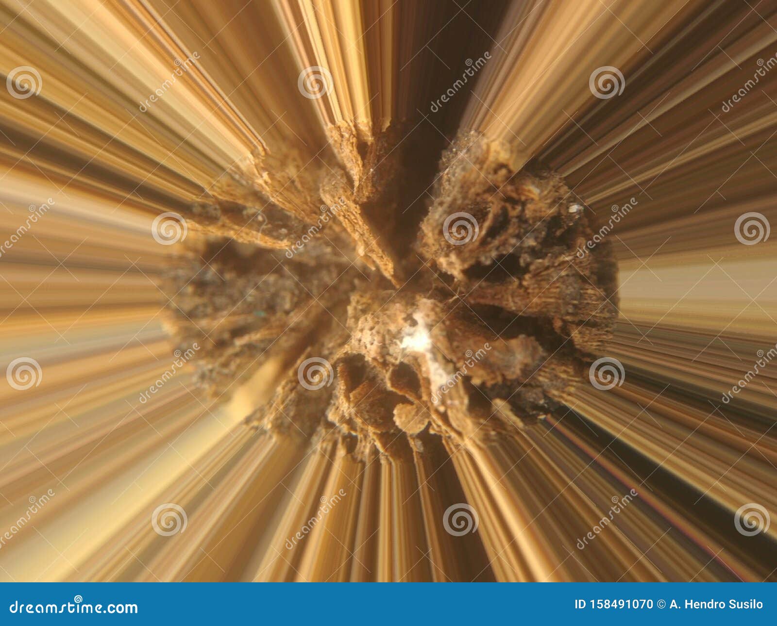 Pattern, Texture and Gradation of Transverse Log Pieces Stock Photo ...