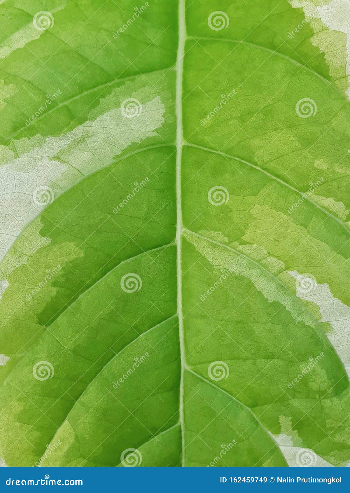 Patterns and Textures of Leaves. Stock Image - Image of fresh, bright ...