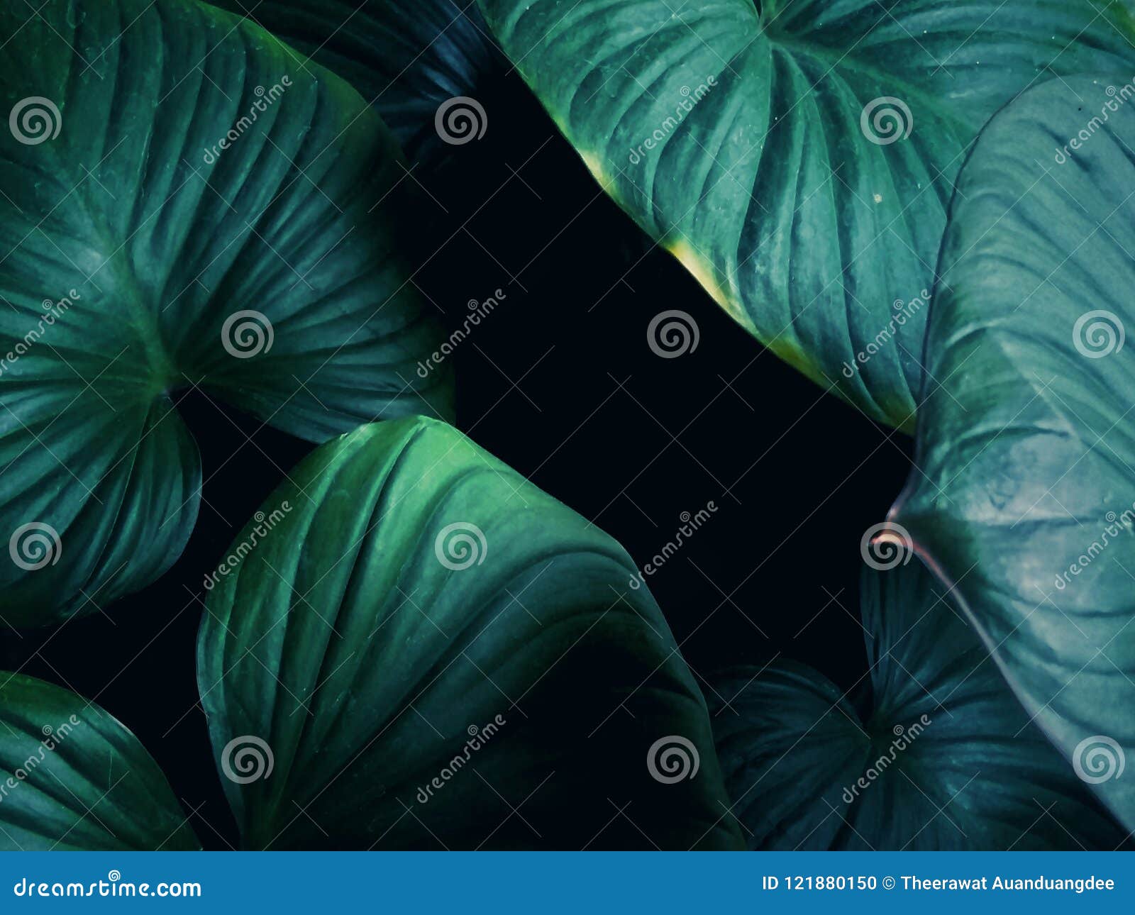 Patterns and Textures of Leaves Stock Photo - Image of patterns, green ...