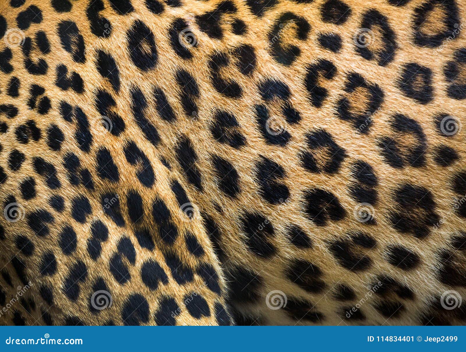 Patterns and Textures of Leopard. Stock Image - Image of feline, safari ...