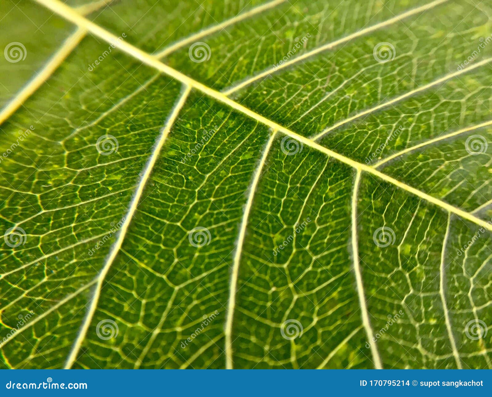 Leaves stock photo. Image of textures, colors, leaves - 170795214