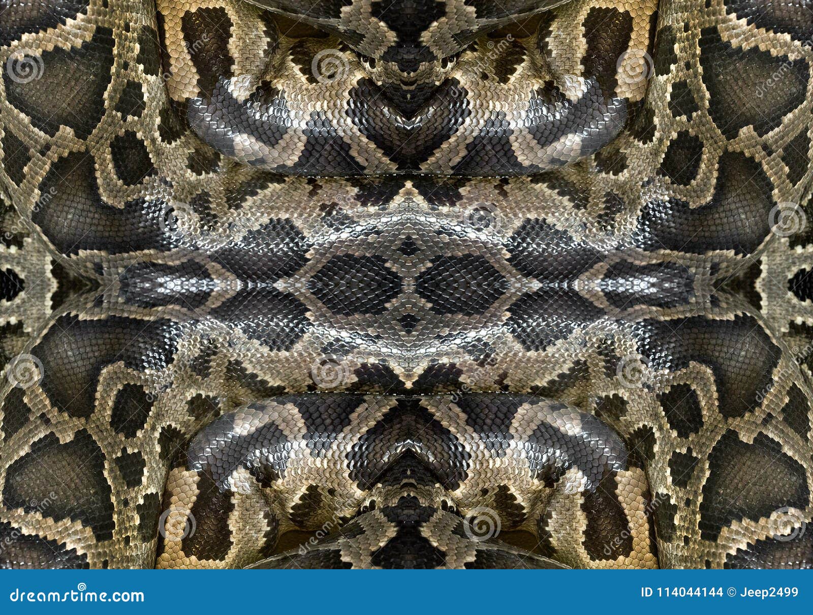 Patterns and Textures of Python. Stock Photo - Image of slither ...