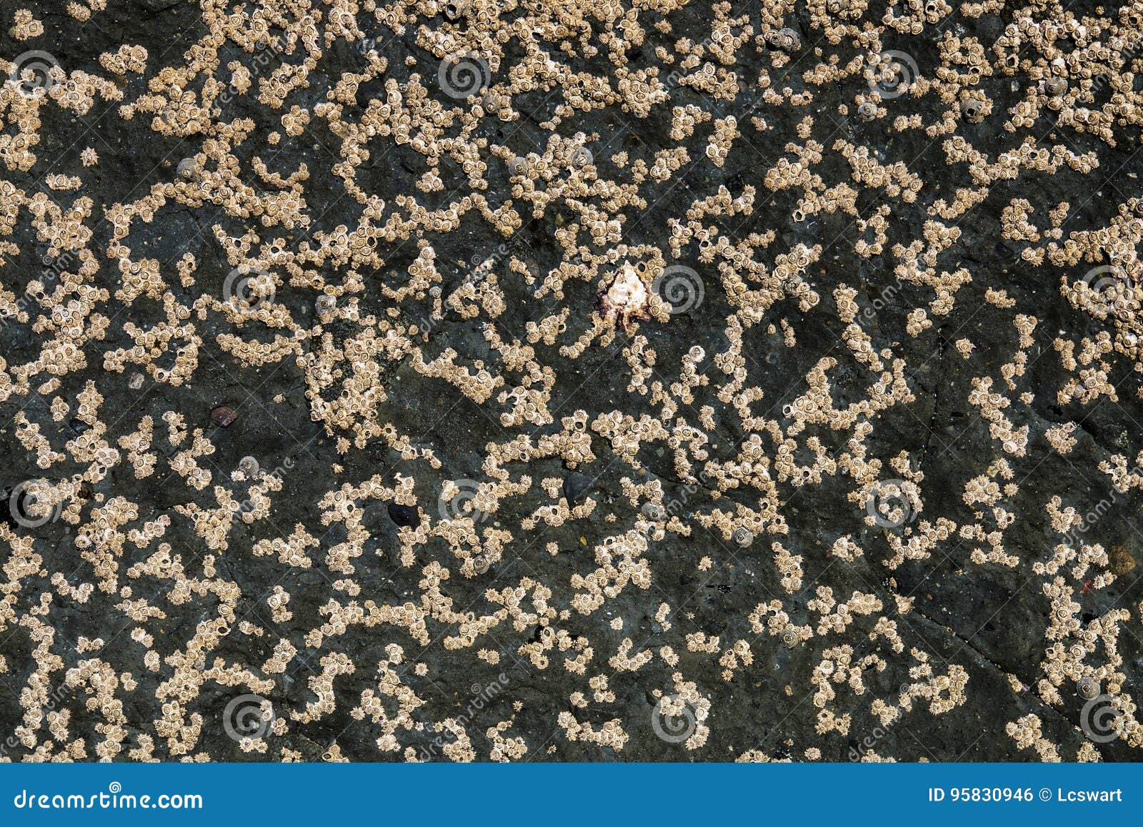 Patterns and Textures of Rock Covered in Barnacles Background Stock ...