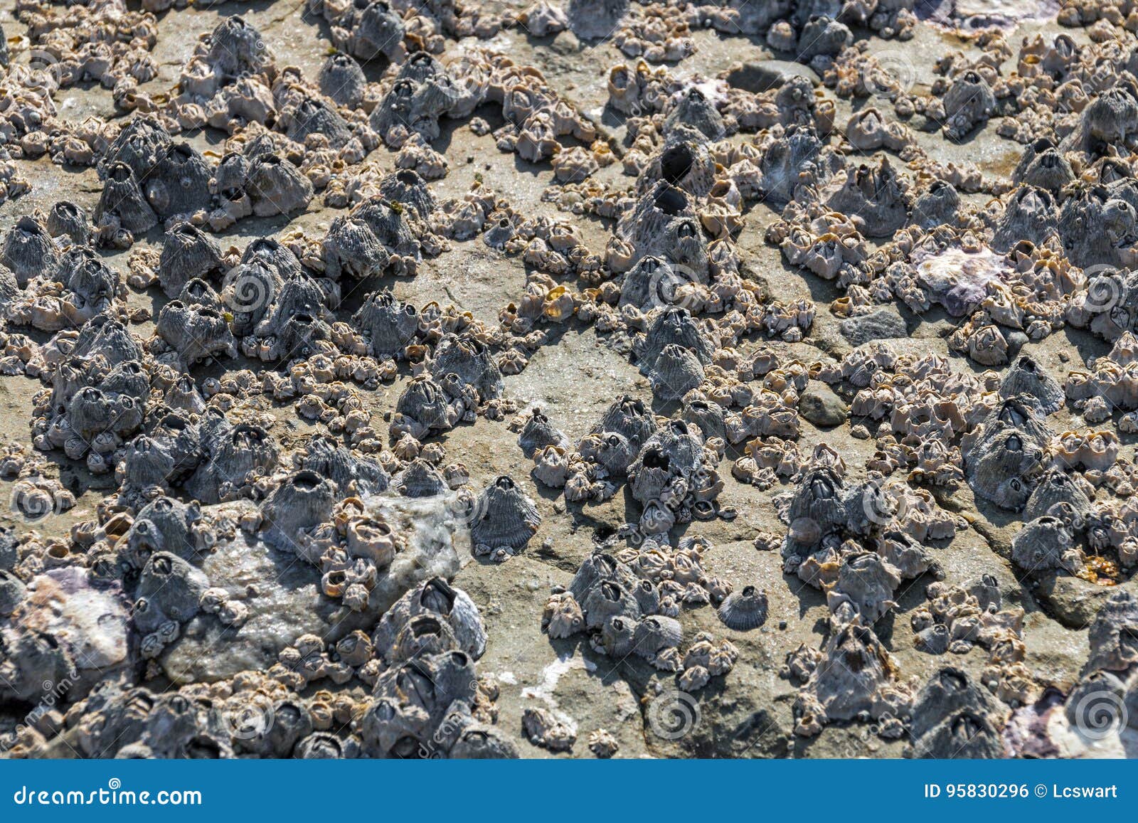 Patterns and Textures of Rock Covered in Barnacles Background Stock ...