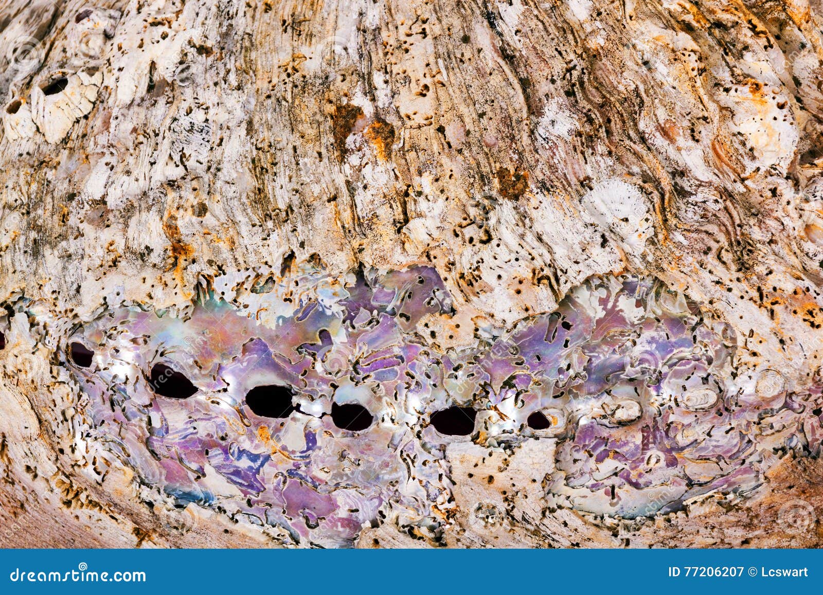 Patterns and Textures on Sea Shell Background Stock Image - Image of ...